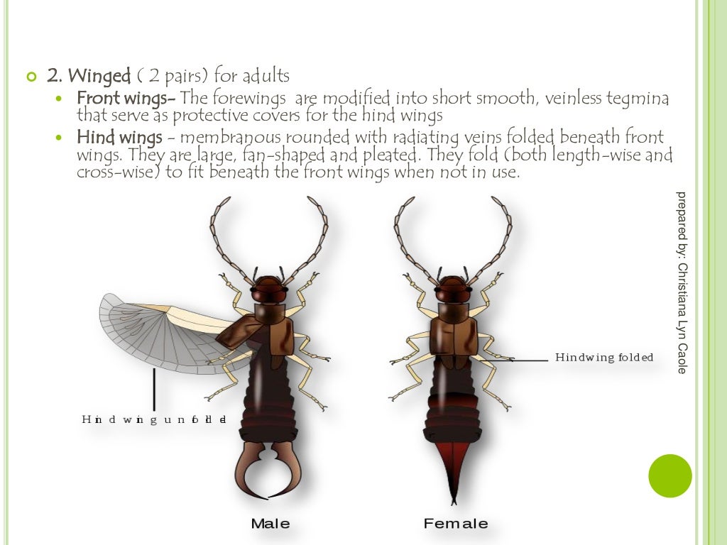 Order dermaptera by Christiana :)