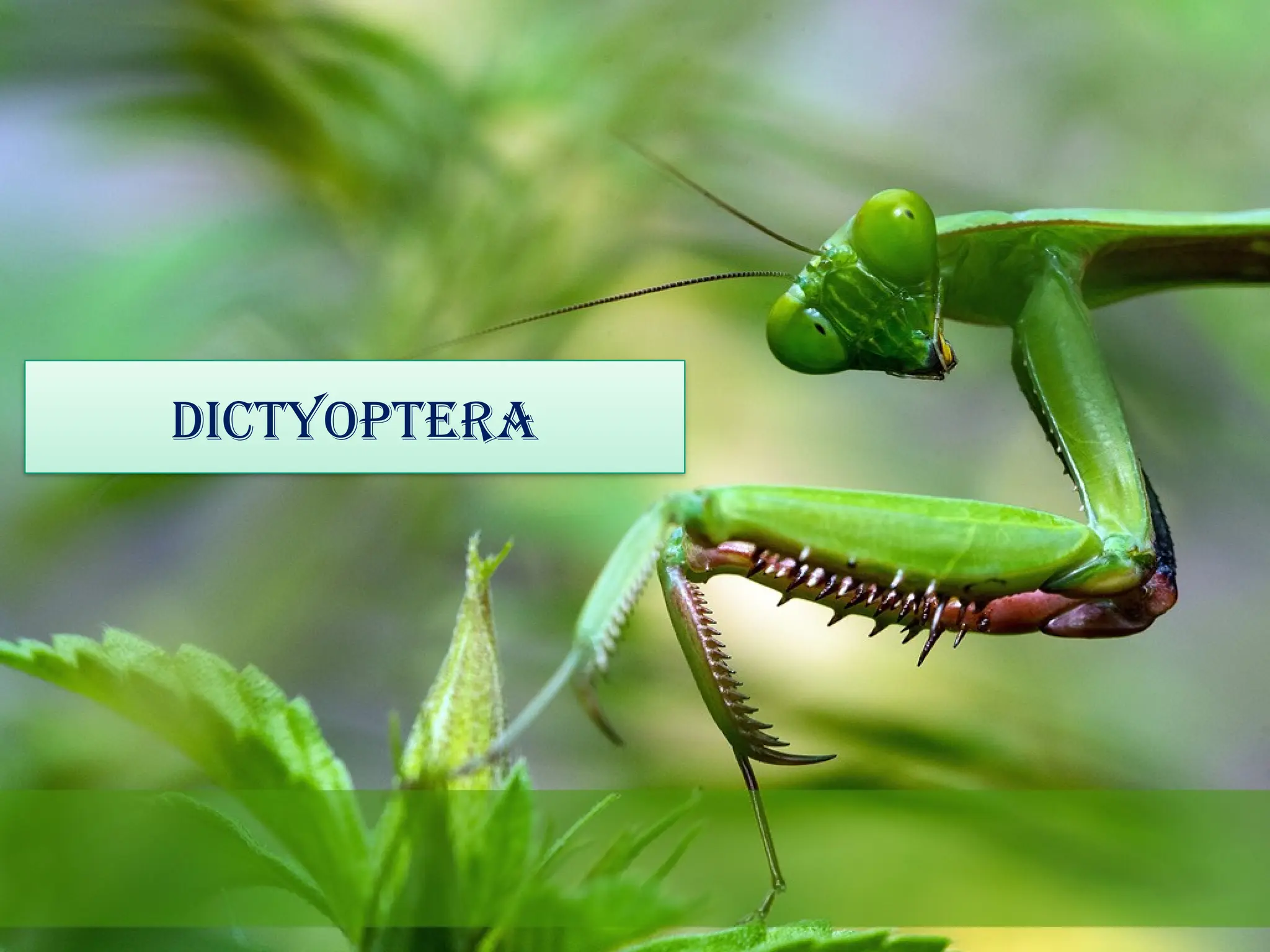 "Dictyoptera: The Order of Cockroaches and Mantises" Or, more ...