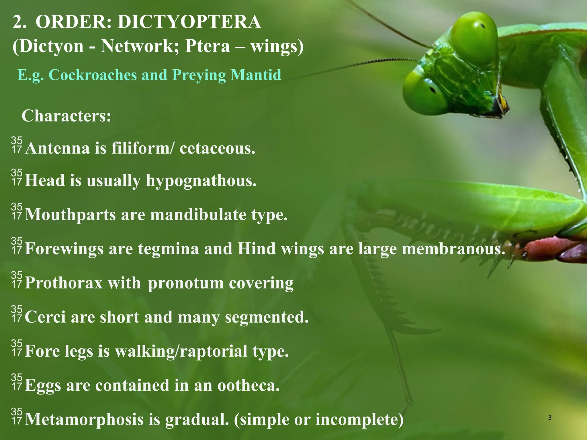 "Dictyoptera: The Order of Cockroaches and Mantises" Or, more ...