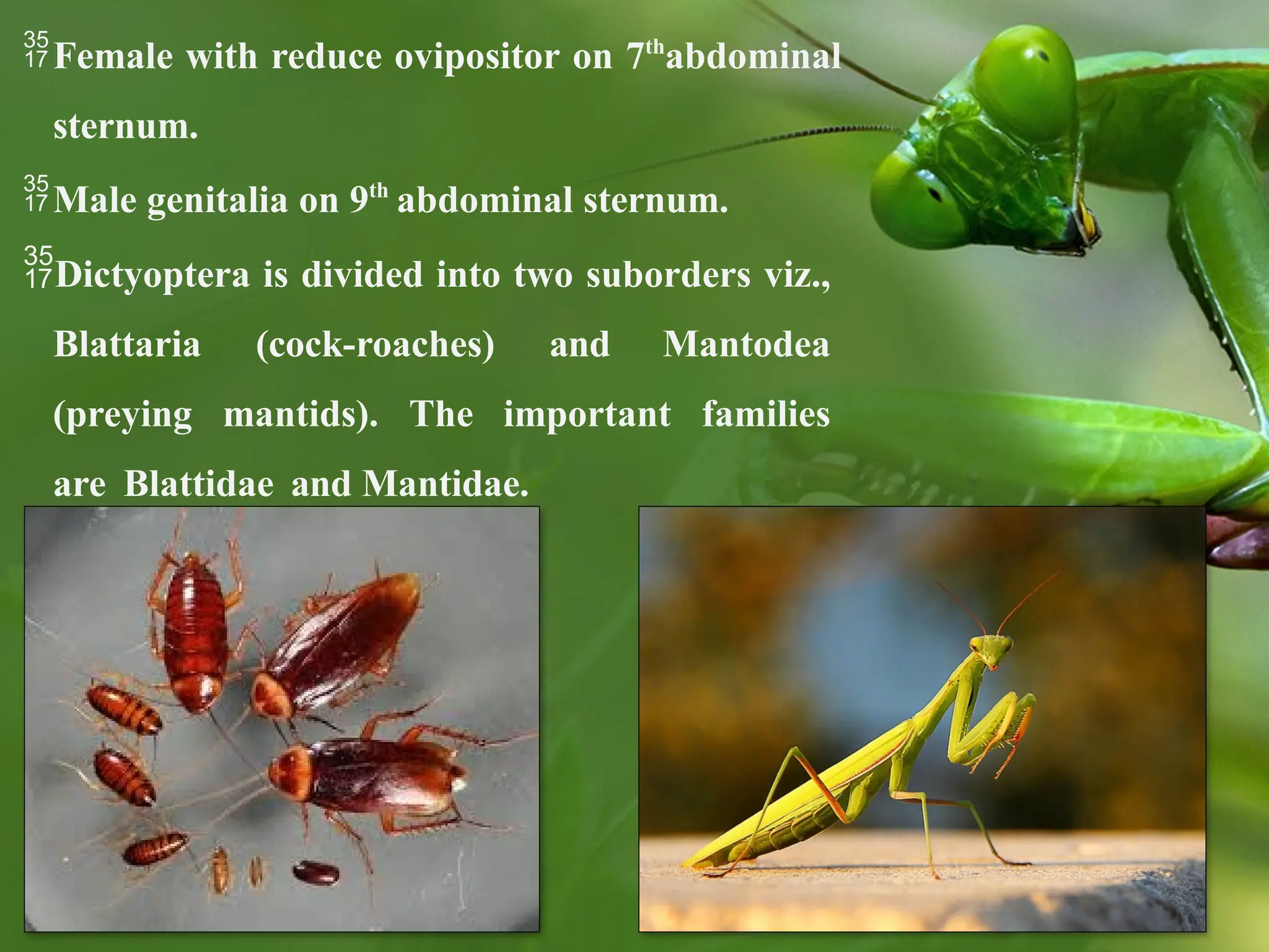 "Dictyoptera: The Order of Cockroaches and Mantises" Or, more ...