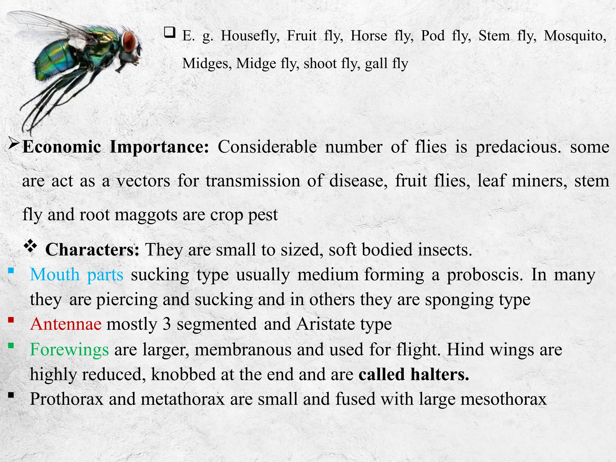 Diptera: The Two-Winged Wonders, The Fly Squad: Order Diptera.pptx
