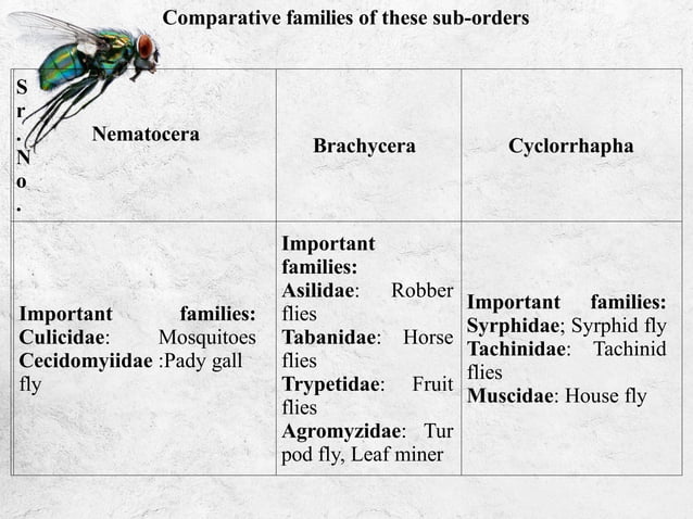 Diptera: The Two-Winged Wonders, The Fly Squad: Order Diptera.pptx