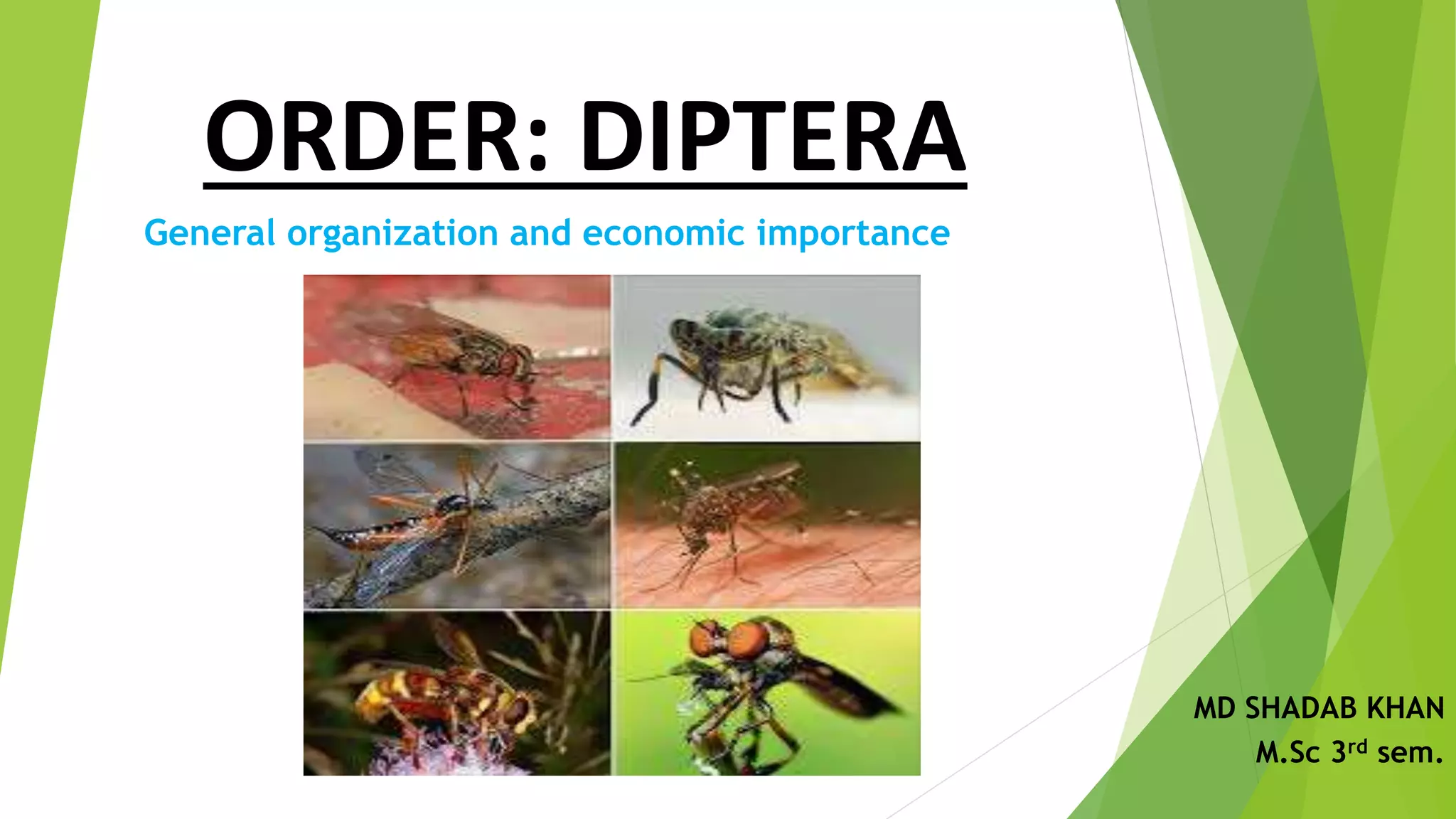 Order diptera by shadab khan 1 | PPTX