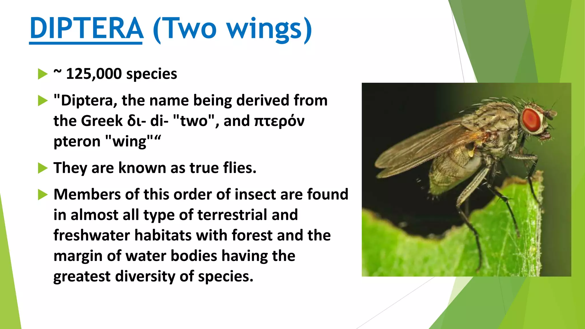 Order diptera by shadab khan 1 | PPTX