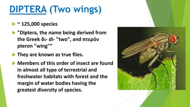 Order diptera by shadab khan 1 | PPTX