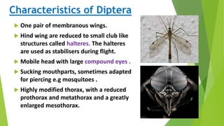 Order diptera by shadab khan 1 | PPTX