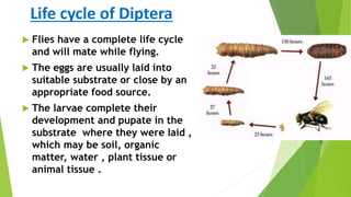 Order diptera by shadab khan 1 | PPTX