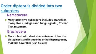 Order diptera by shadab khan 1 | PPTX