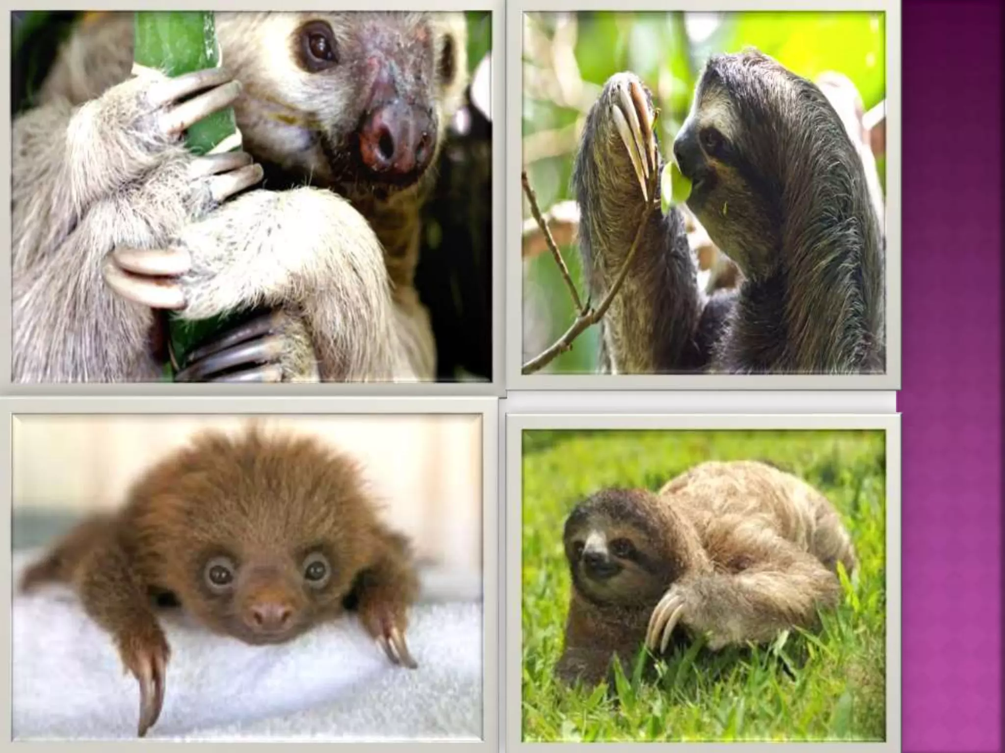 Order Edentata or Xenarthra | PPTX