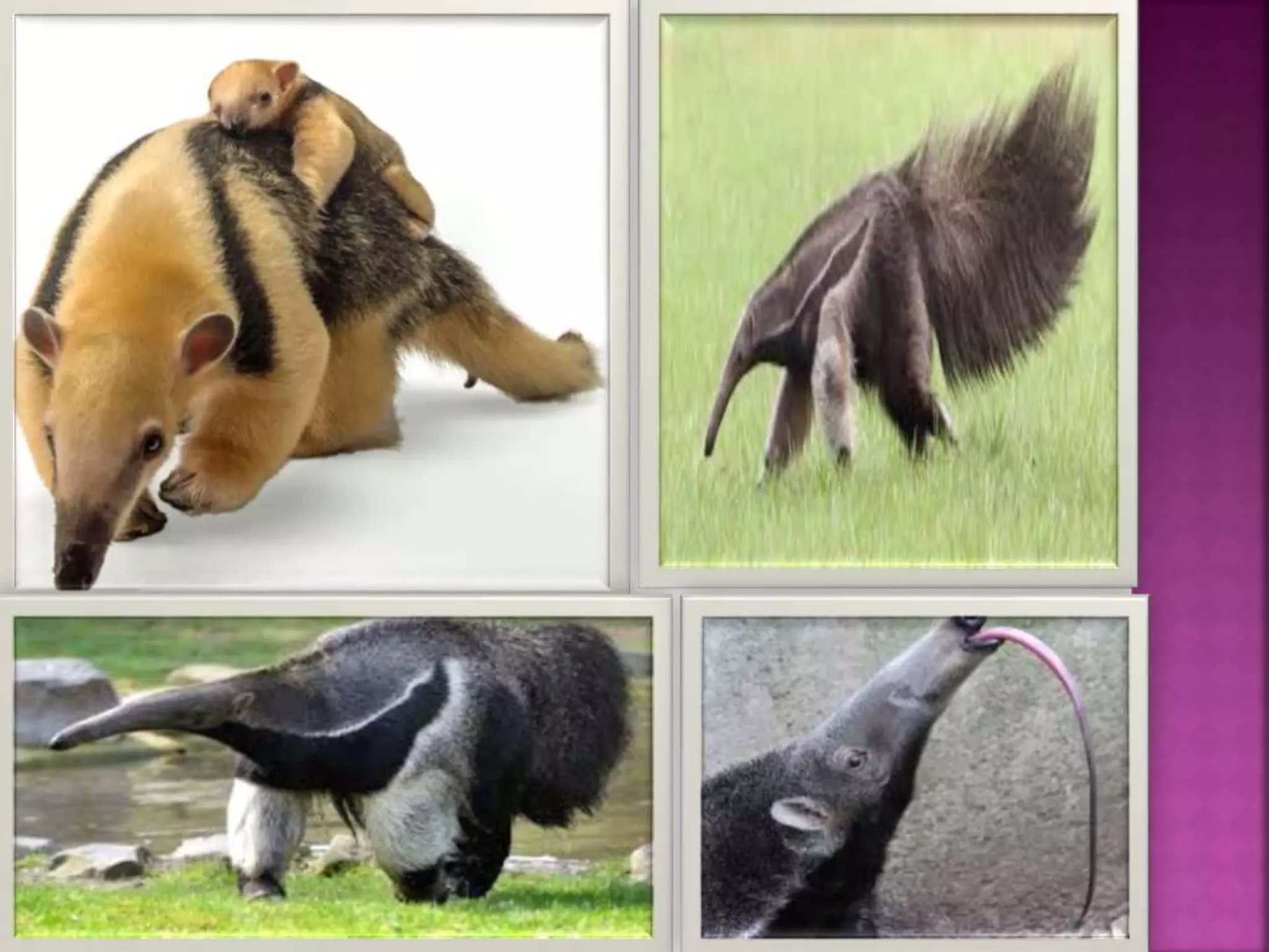 Order Edentata or Xenarthra | PPTX