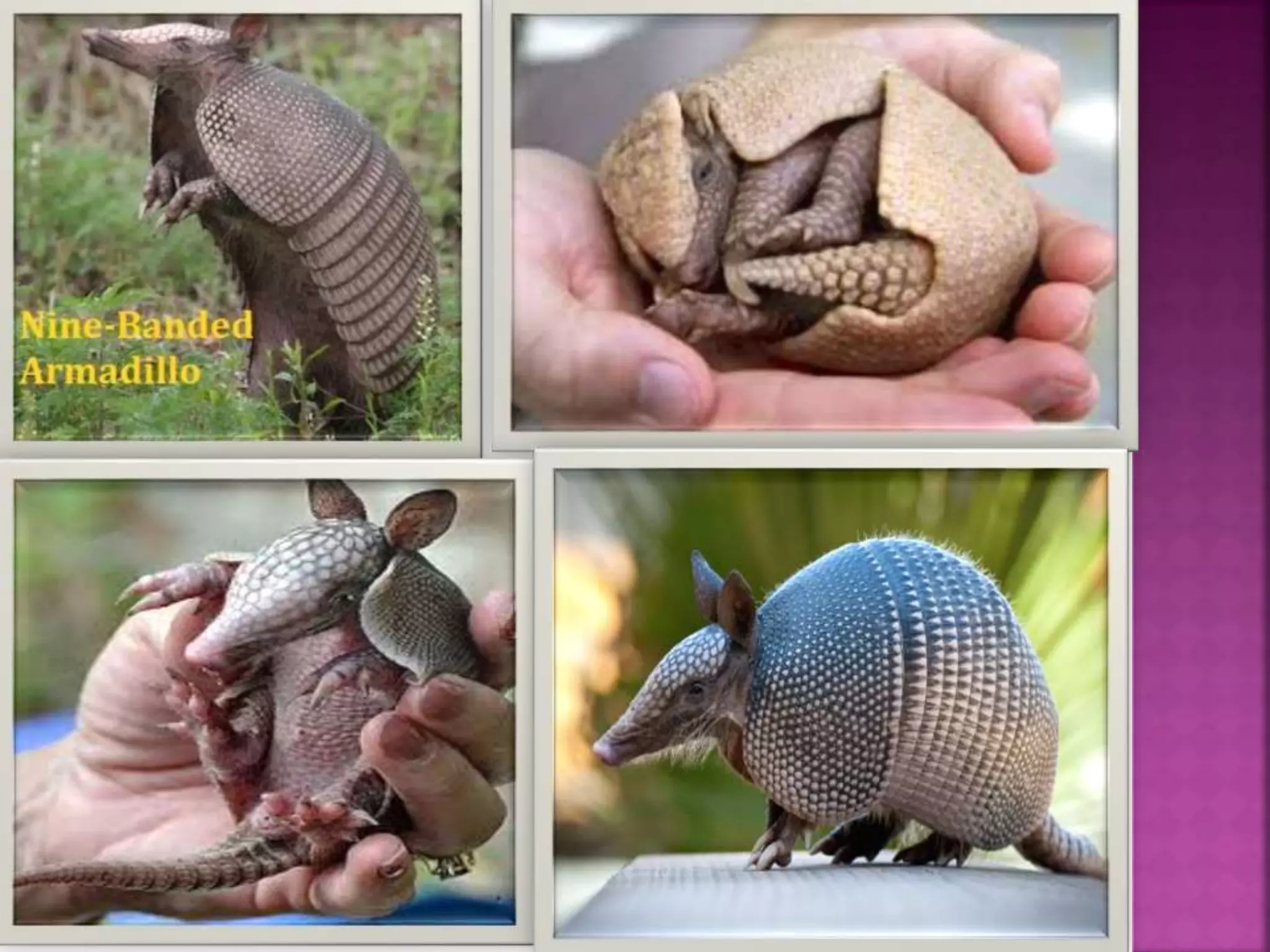 Order Edentata or Xenarthra | PPTX