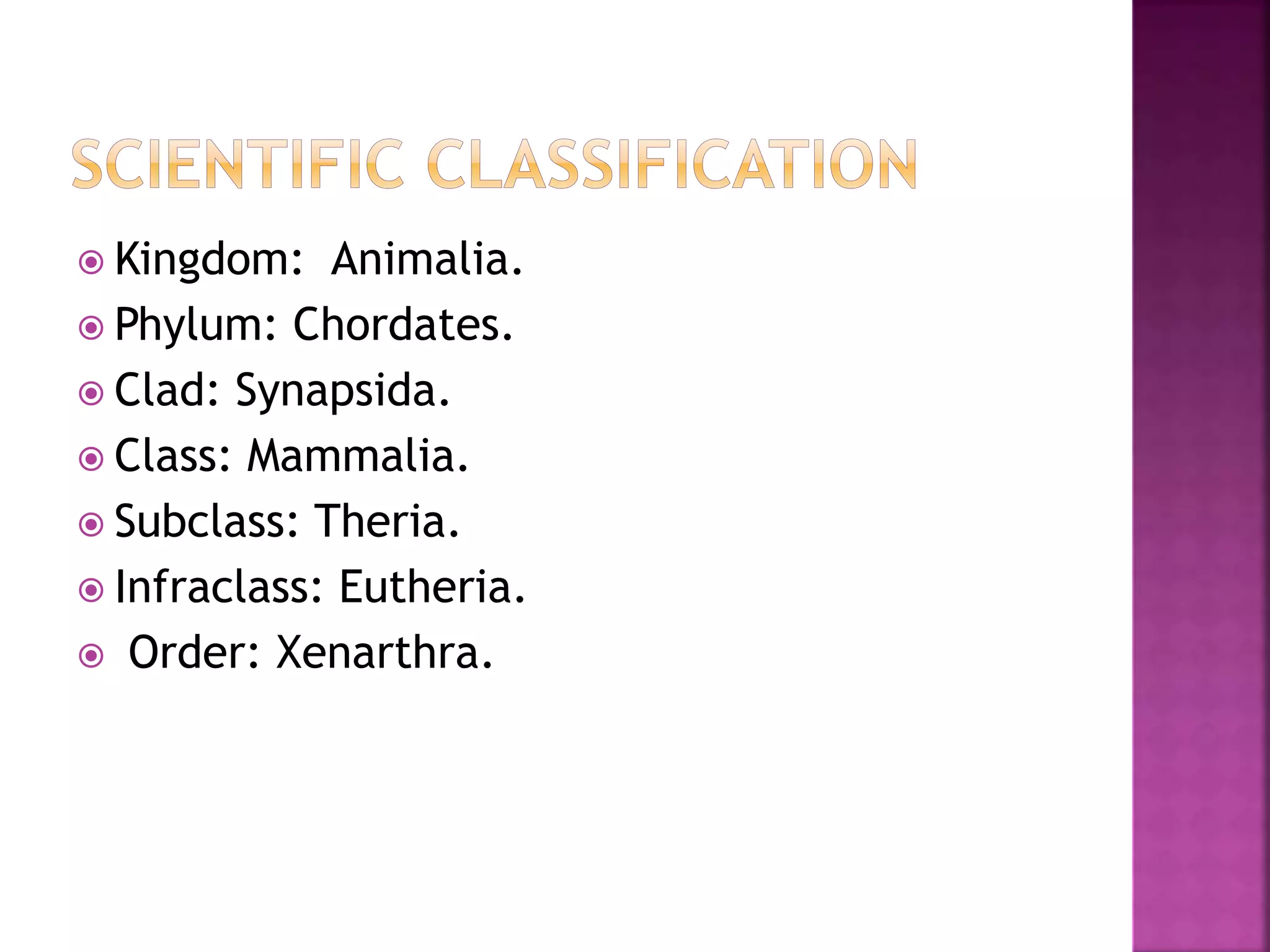 Order Edentata or Xenarthra | PPTX