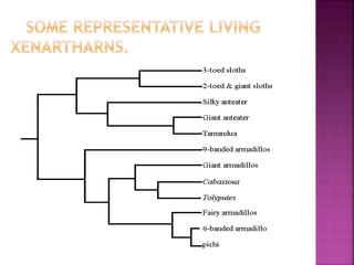 Order Edentata or Xenarthra | PPTX