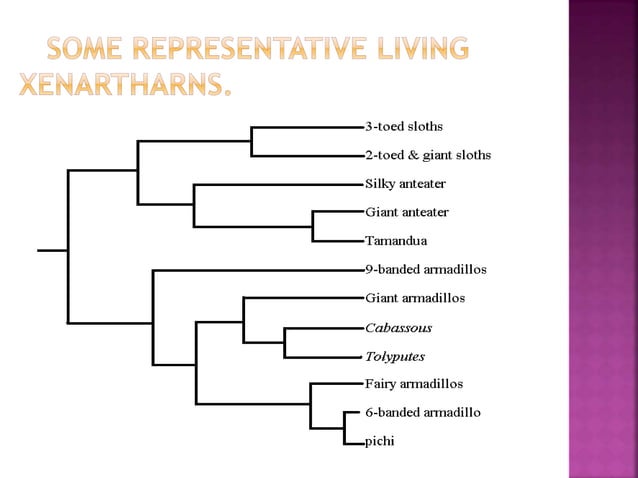 Order Edentata or Xenarthra | PPT
