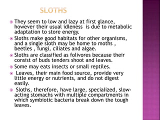 Order Edentata or Xenarthra | PPTX