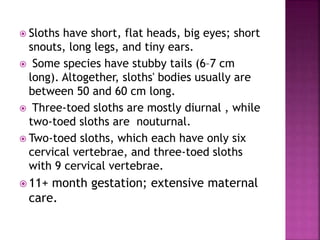 Order Edentata or Xenarthra | PPTX