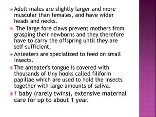 Order Edentata or Xenarthra | PPTX