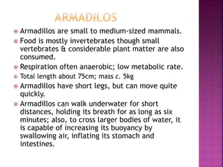 Order Edentata or Xenarthra | PPTX