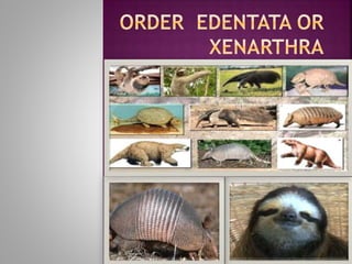 Order Edentata or Xenarthra | PPTX