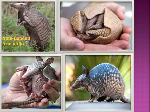 Order Edentata or Xenarthra | PPT