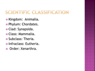 Order Edentata or Xenarthra | PPTX