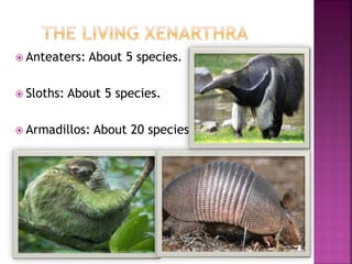 Order Edentata or Xenarthra | PPTX