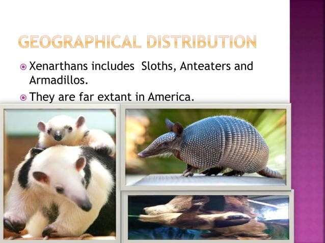 Order Edentata or Xenarthra | PPT | Free Download