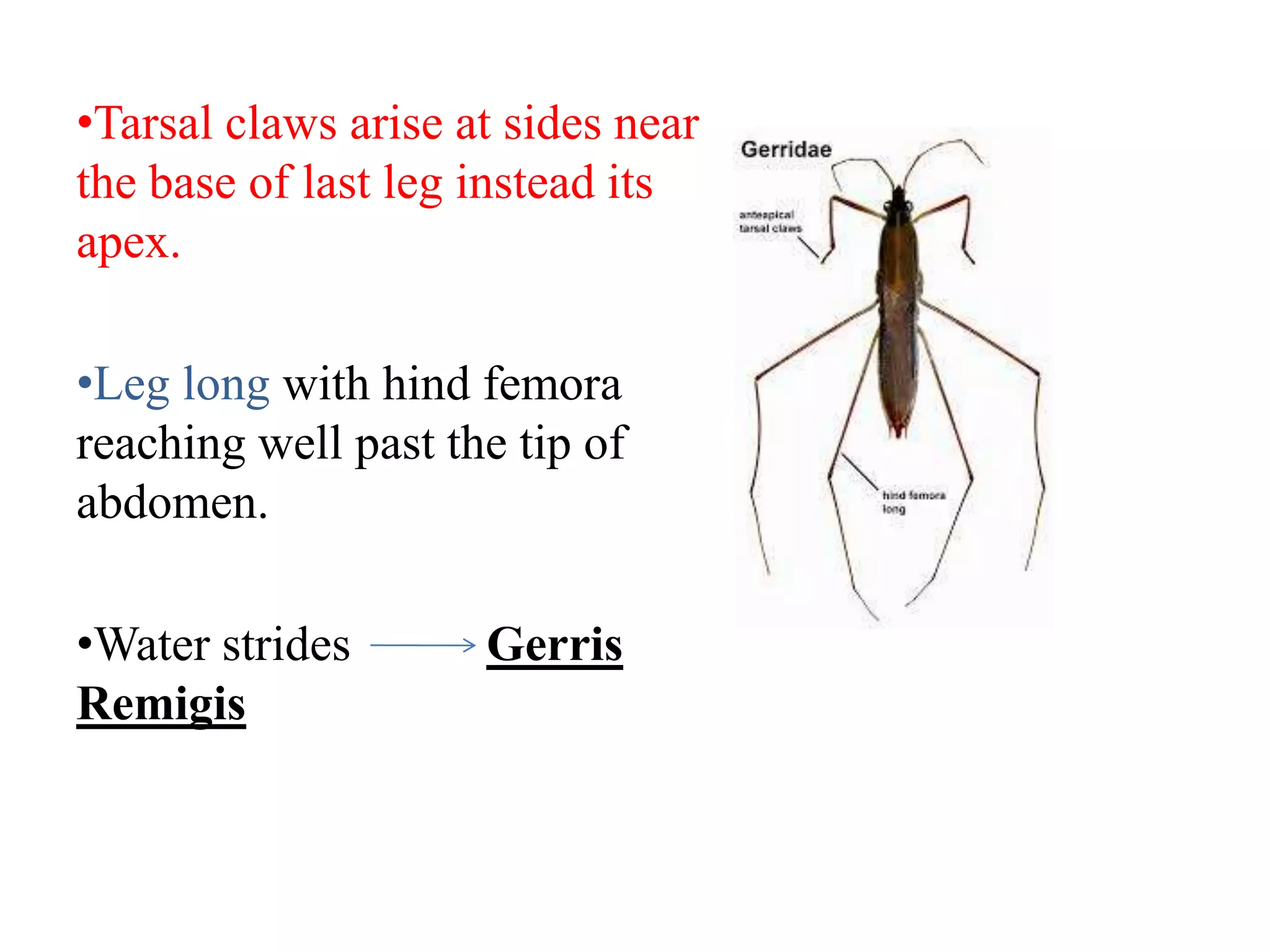 Order Hemiptera | PPTX