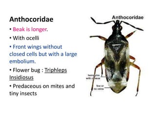Order Hemiptera | PPTX