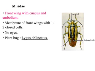 Order Hemiptera | PPTX