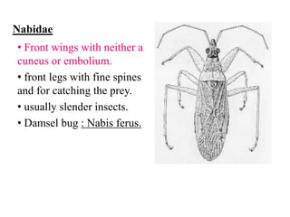 Order Hemiptera | PPTX