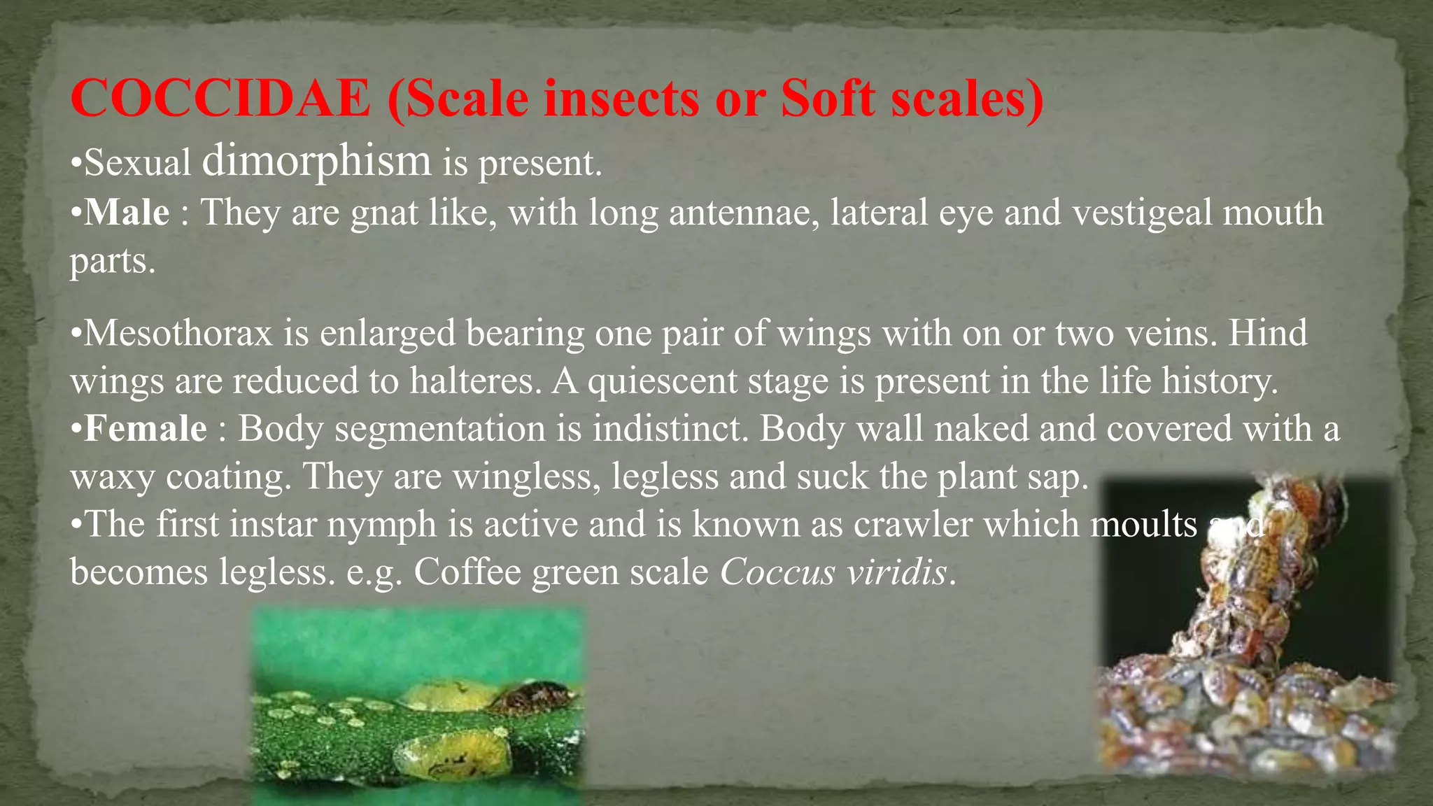 Order hemiptera | PPTX