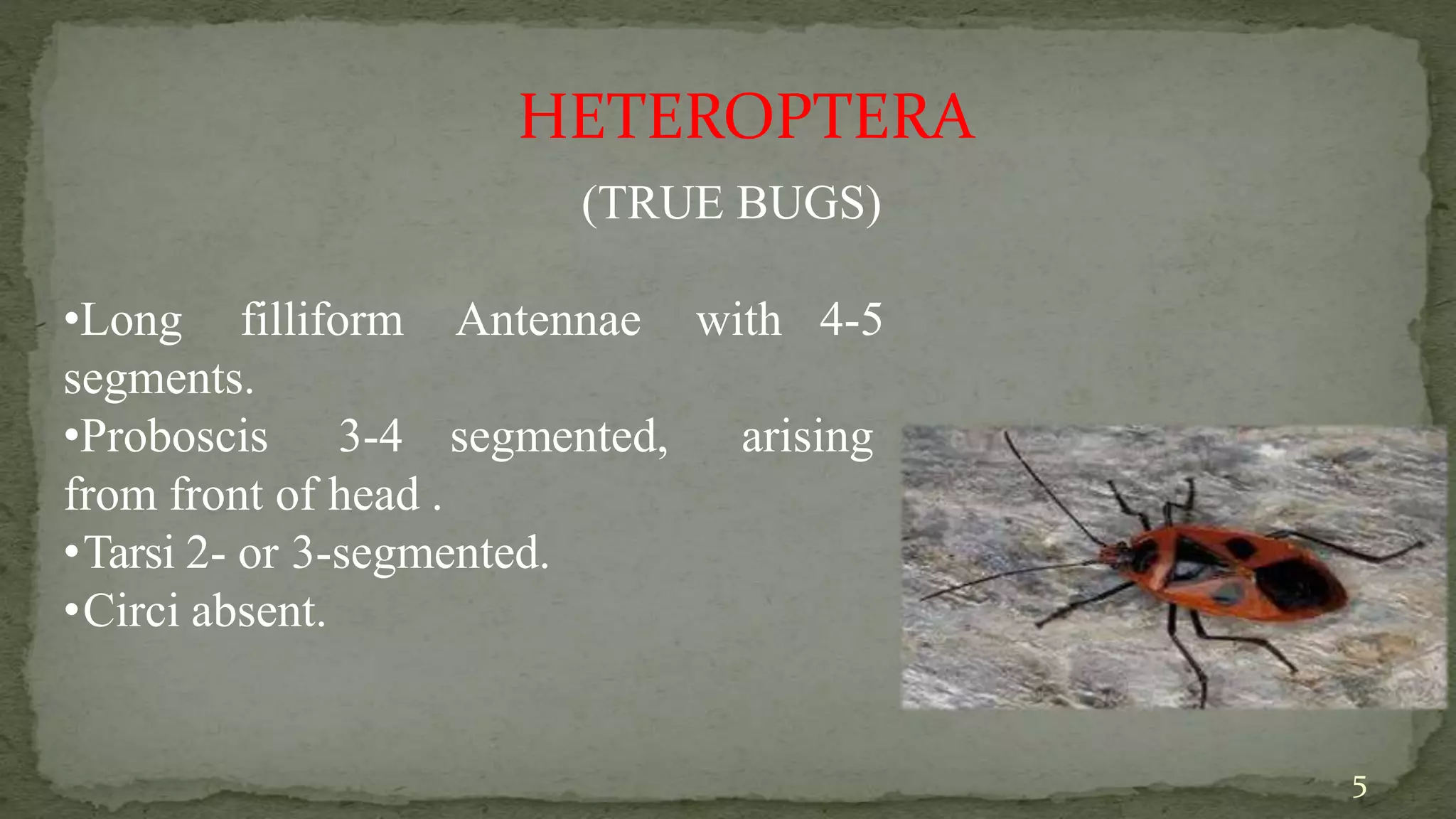 Order hemiptera | PPTX