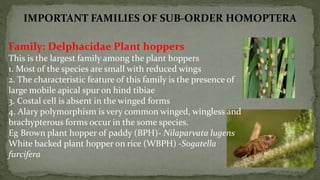 Order hemiptera | PPTX