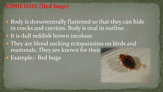 Order hemiptera | PPTX