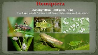 Order Hemiptera