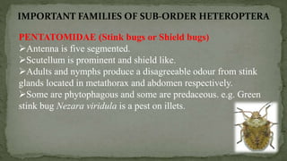 Hemiptera Families