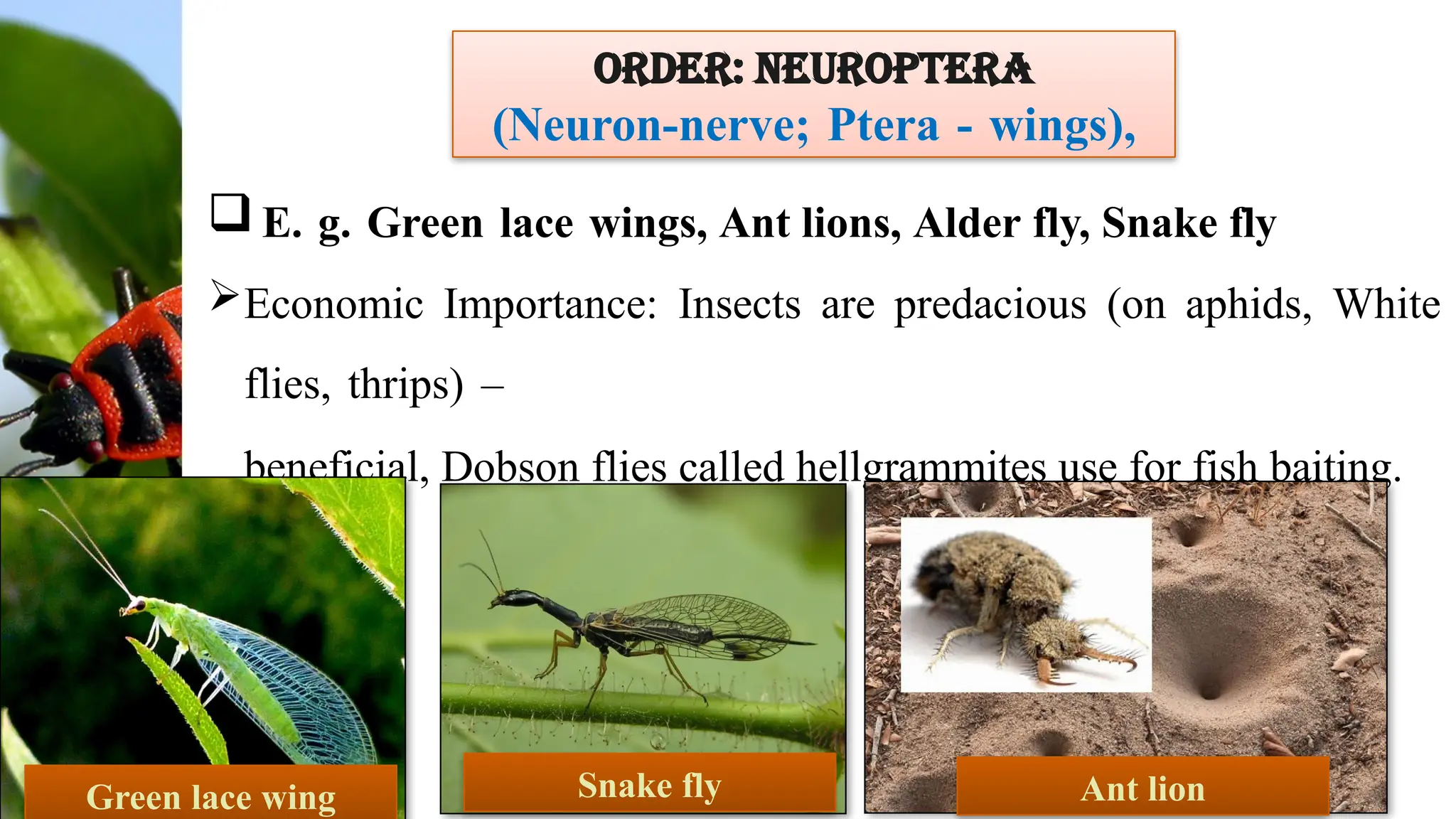 Hemiptera & Neuroptera: Insect Diversity.pptx