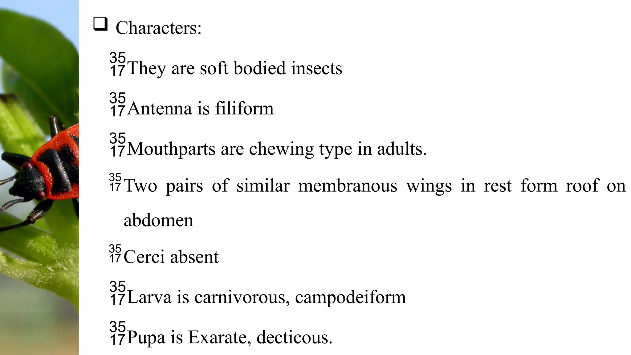 Hemiptera & Neuroptera: Insect Diversity.pptx