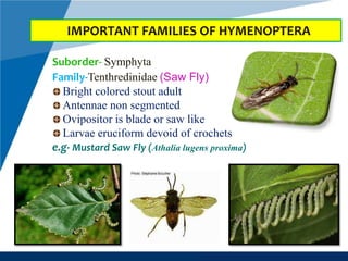 Order Hymenoptera of Agricultural Importance | PPTX