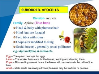 Order Hymenoptera of Agricultural Importance | PPTX