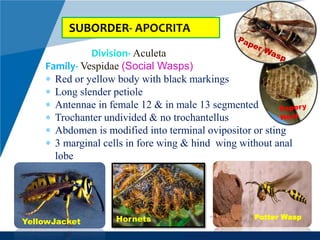 Order Hymenoptera of Agricultural Importance | PPTX