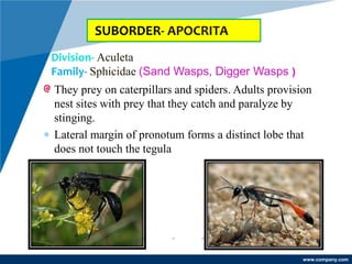 Order Hymenoptera of Agricultural Importance | PPTX