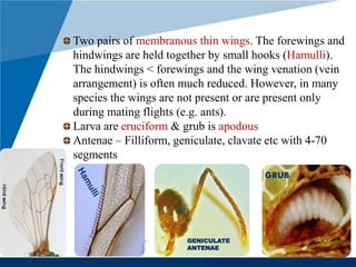 Order Hymenoptera of Agricultural Importance | PPTX