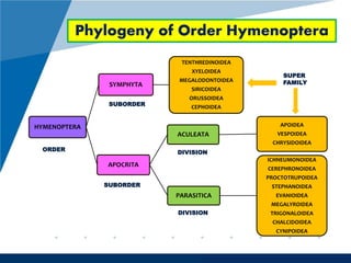 Order Hymenoptera of Agricultural Importance | PPTX