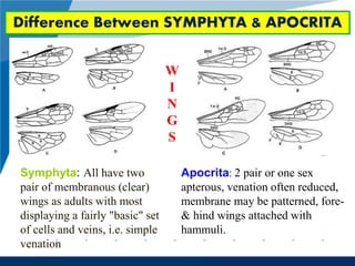 Order Hymenoptera of Agricultural Importance | PPTX