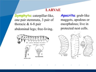 Order Hymenoptera of Agricultural Importance | PPTX