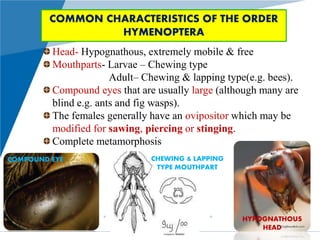 Order Hymenoptera of Agricultural Importance | PPT