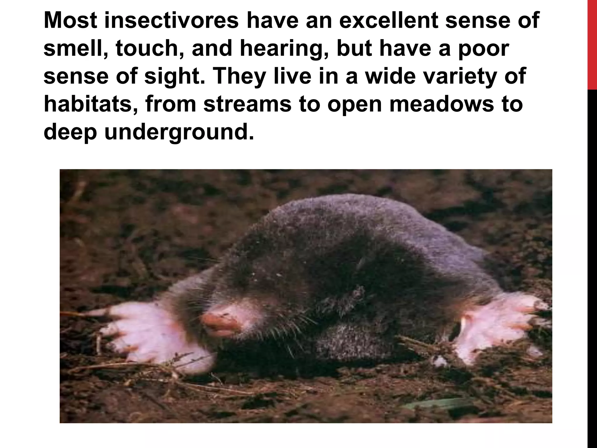 Order insectivora | PPTX