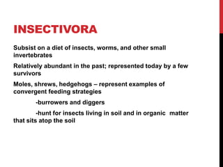 Order insectivora | PPTX | Geography | Science